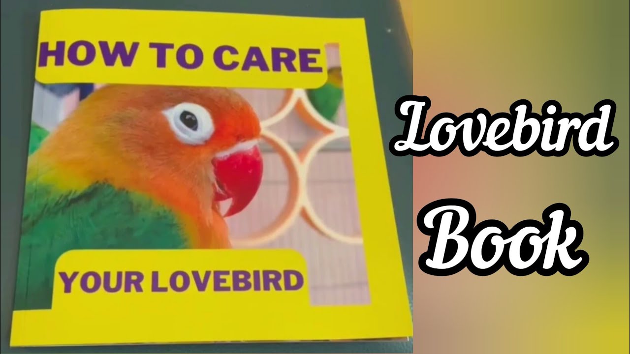 How to care your lovebird Guide Book | lovebird information - YouTube