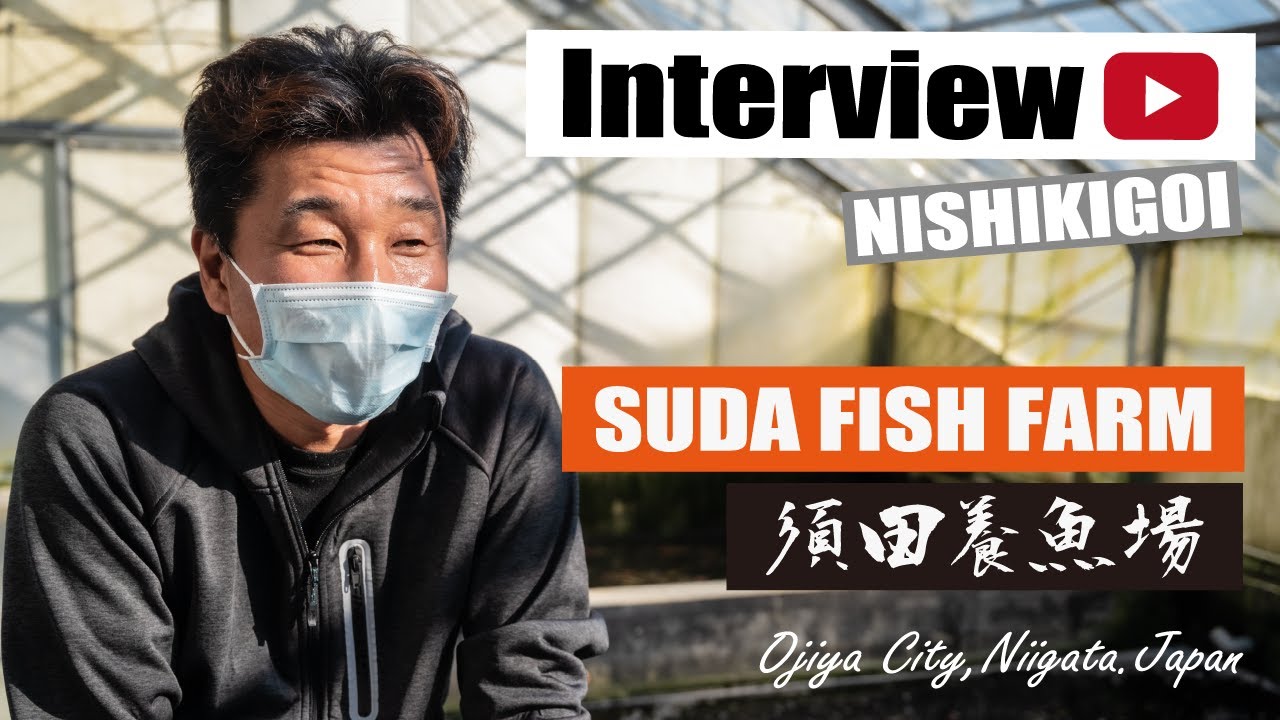 Show me the Nishikigoi.SUDA FISH FARM - YouTube