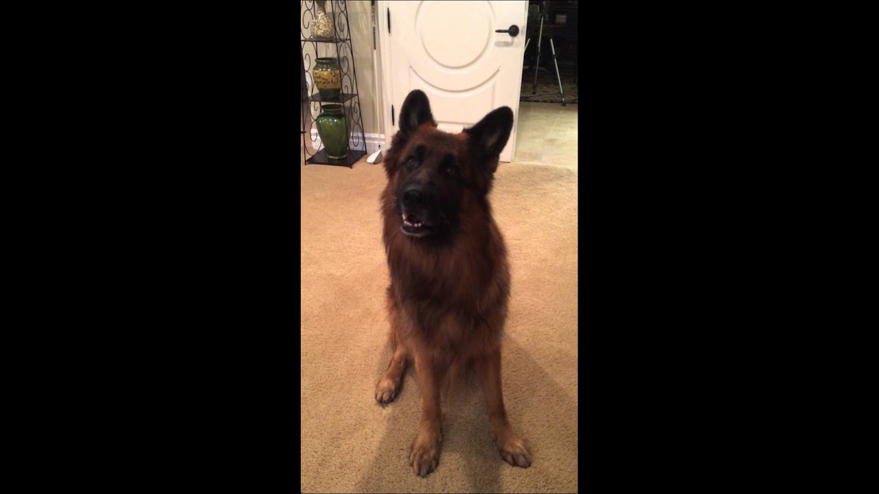 Talking German Shepherd - YouTube