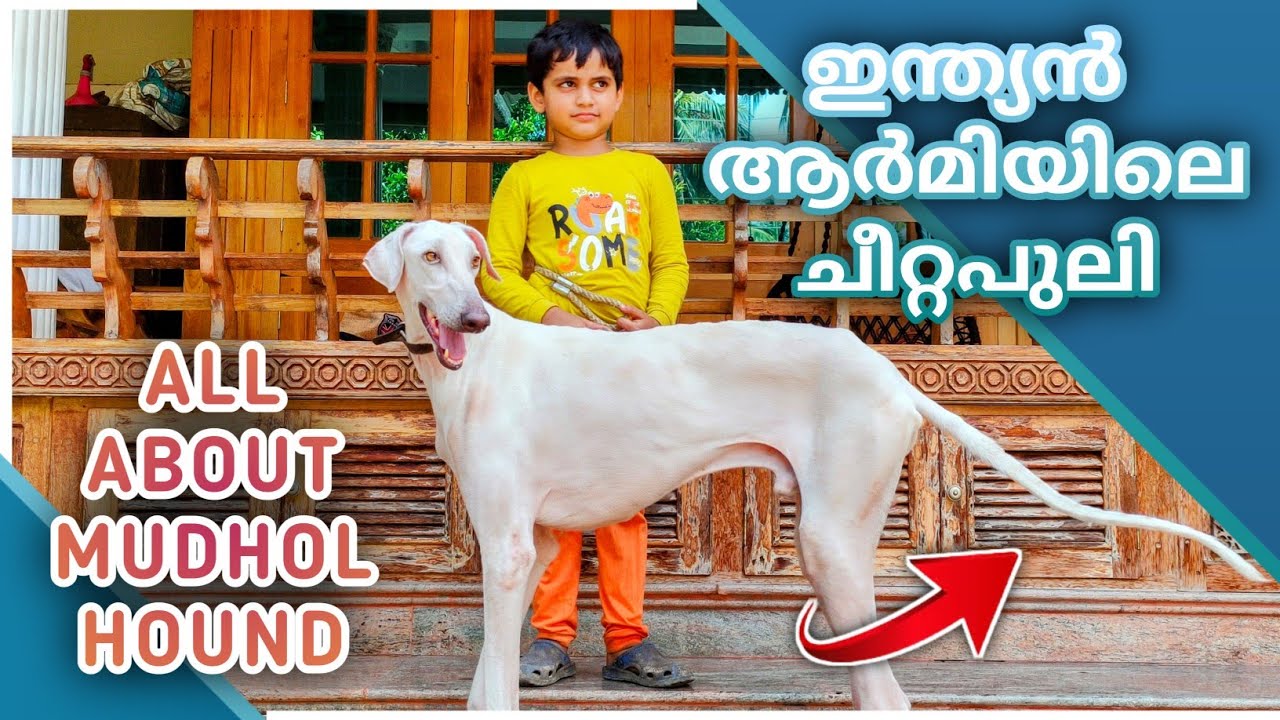 സൈന്യത്തിലെ വേട്ട നായ / MUDHOL HOUND DOG 🔥 - YouTube