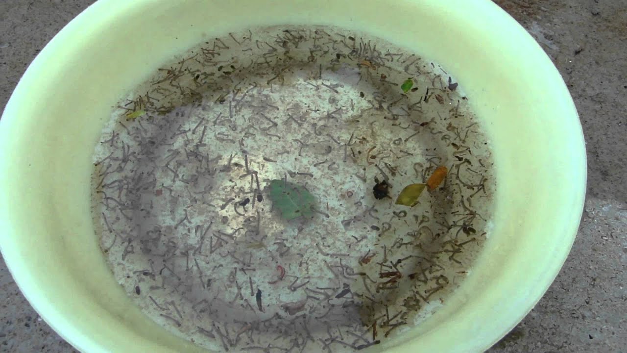 Larva da dengue - YouTube