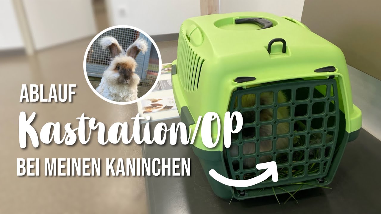 Ablauf Kastration/OP bei meinen Kaninchen | Kaninchenstar - YouTube