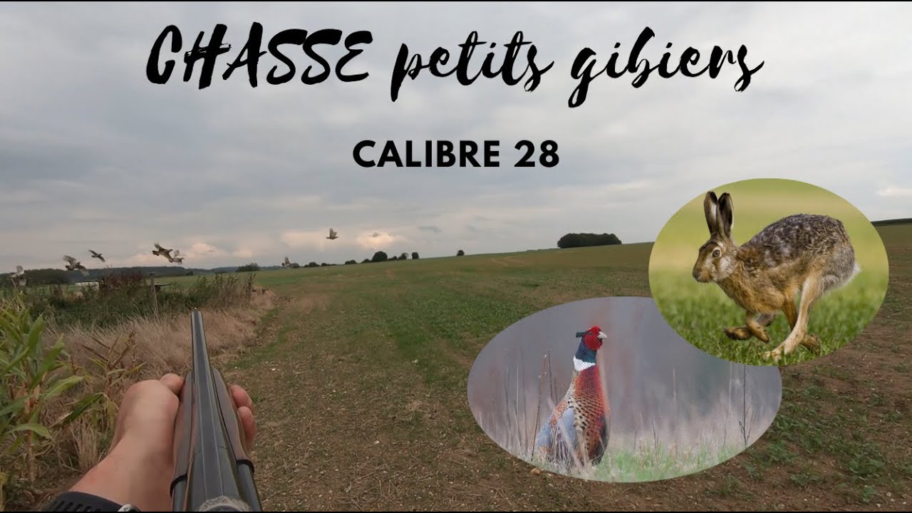 CHASSE aux petits gibiers au calibre 28 (perdrix, faisans, lièvres ...