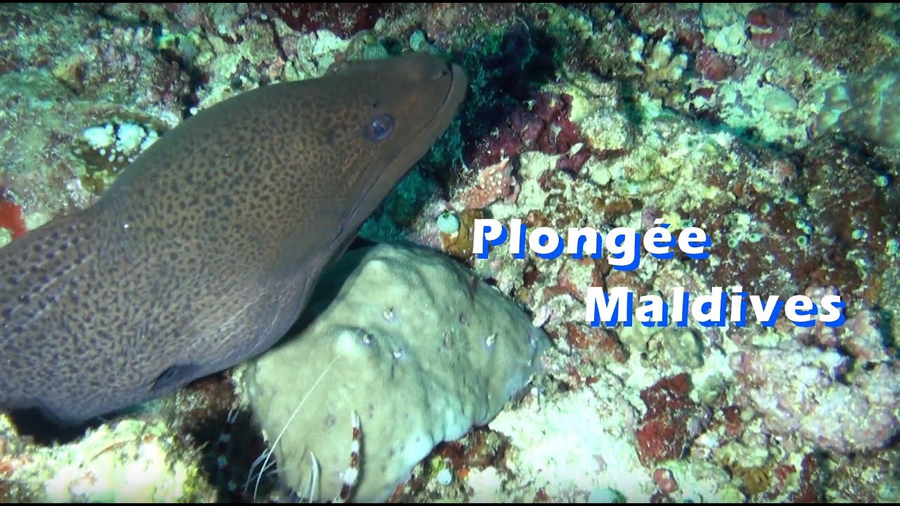🌊 PLONGEE MALDIVES - YouTube