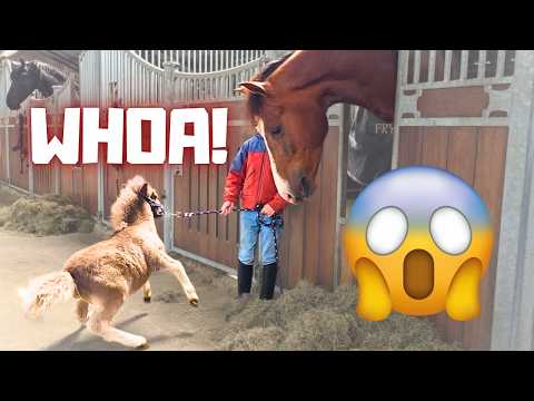 Rising Star⭐ Meets Harry😱 He Made THIS Hilarious Sound!😂 | How Is Reintje’s Leg? | Friesian Horses