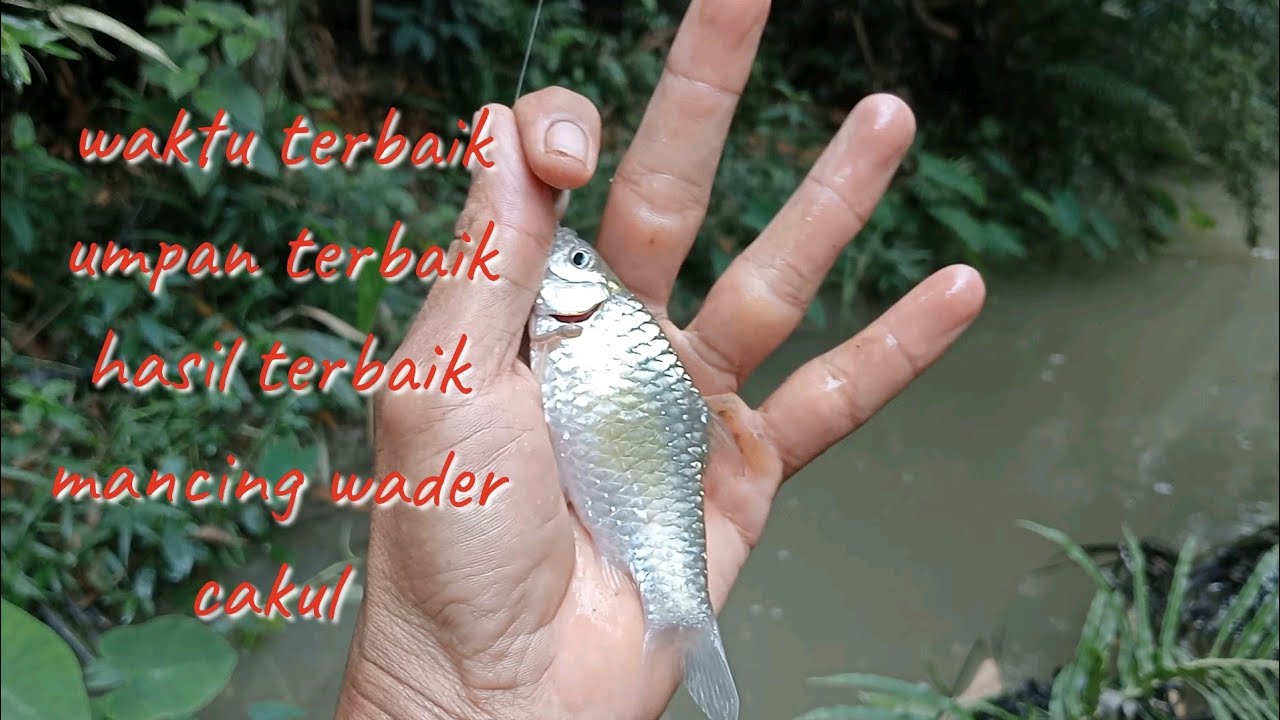 Jangan sampai Salah..‼️ Perhatikan Waktu Terbaik dan Umpan Terbaik ...