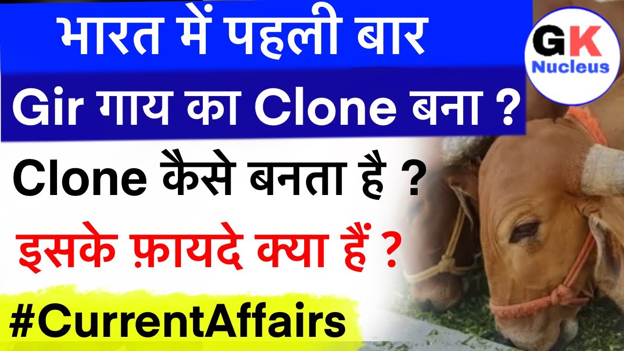 First In India | Gir Cow’s Clone By NDRI To Increase Milk Production ...