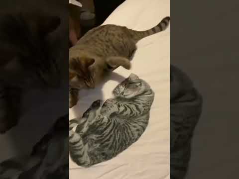 Real Cat VS fake Cat 😂 - YouTube