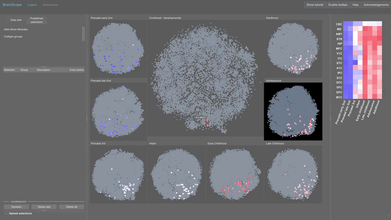 BrainScope: Gene expression in the developing human brain - YouTube