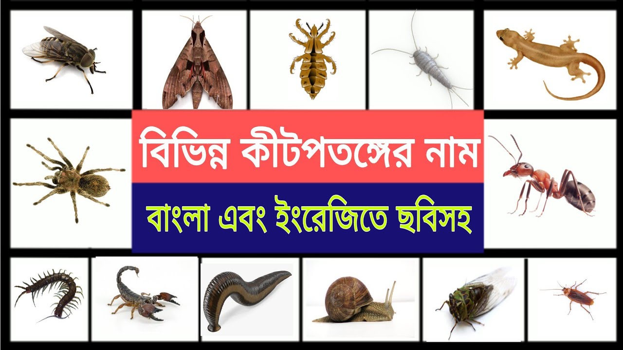 কীটপতঙ্গের নাম বাংলা ও ইংরেজিতে | insect name | পোকামাকড় এর নাম | 50 ...