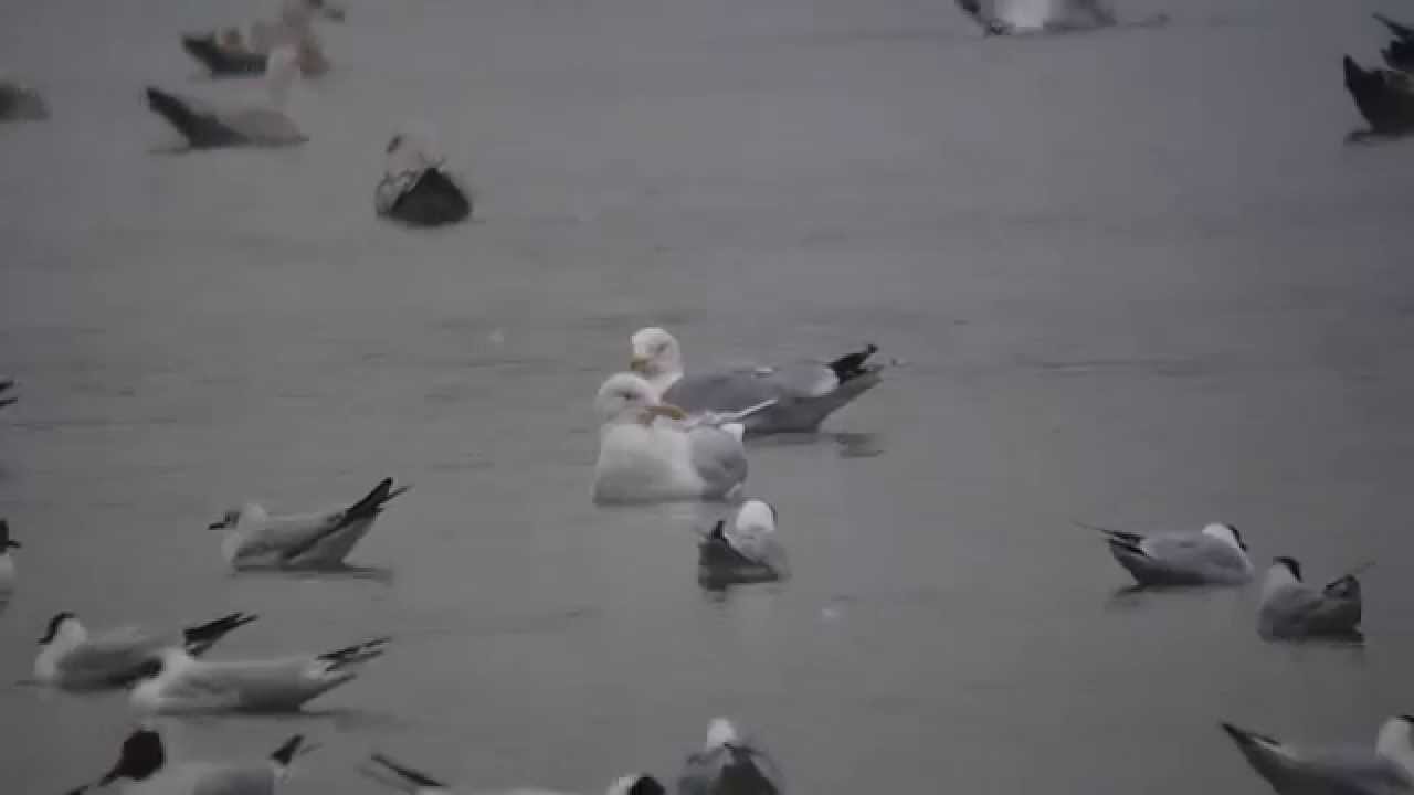 Glaucous Gull at Doncaster Lakeside 19/3/15 - YouTube
