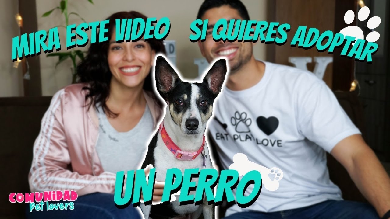 ¿Cómo adoptar un perrito 🐶? | 6 tips básicos para adoptar un perro 🐕 ...