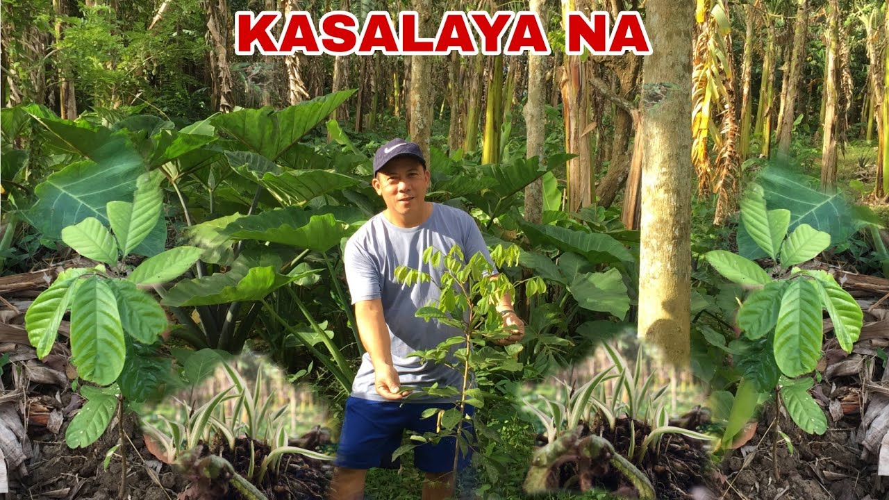UPDATE SA MGA FRUIT TREES AT IBA PANG TANIM | Biyaherong Batangueno ...