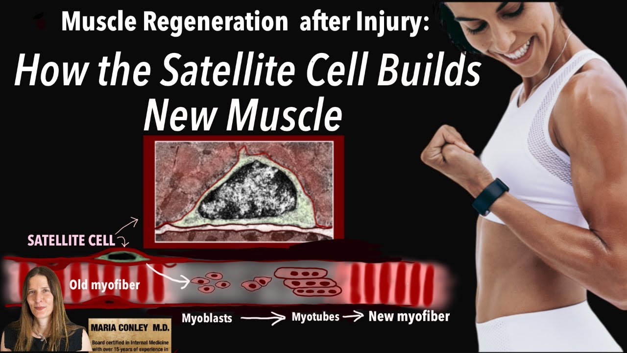 Muscle Regeneration After Injury: How the Satellite Cell Builds New ...
