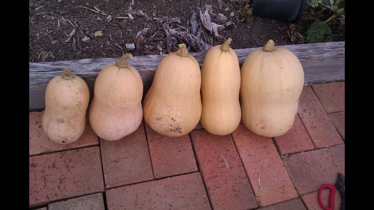 Butternut Pumpkin - from worms to pumpkin - YouTube
