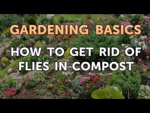 How to Get Rid of Flies in Compost - YouTube