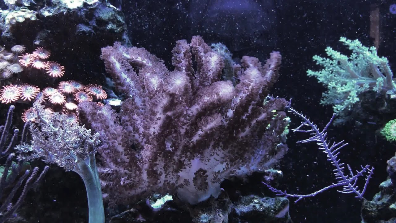 Coral ID? - YouTube