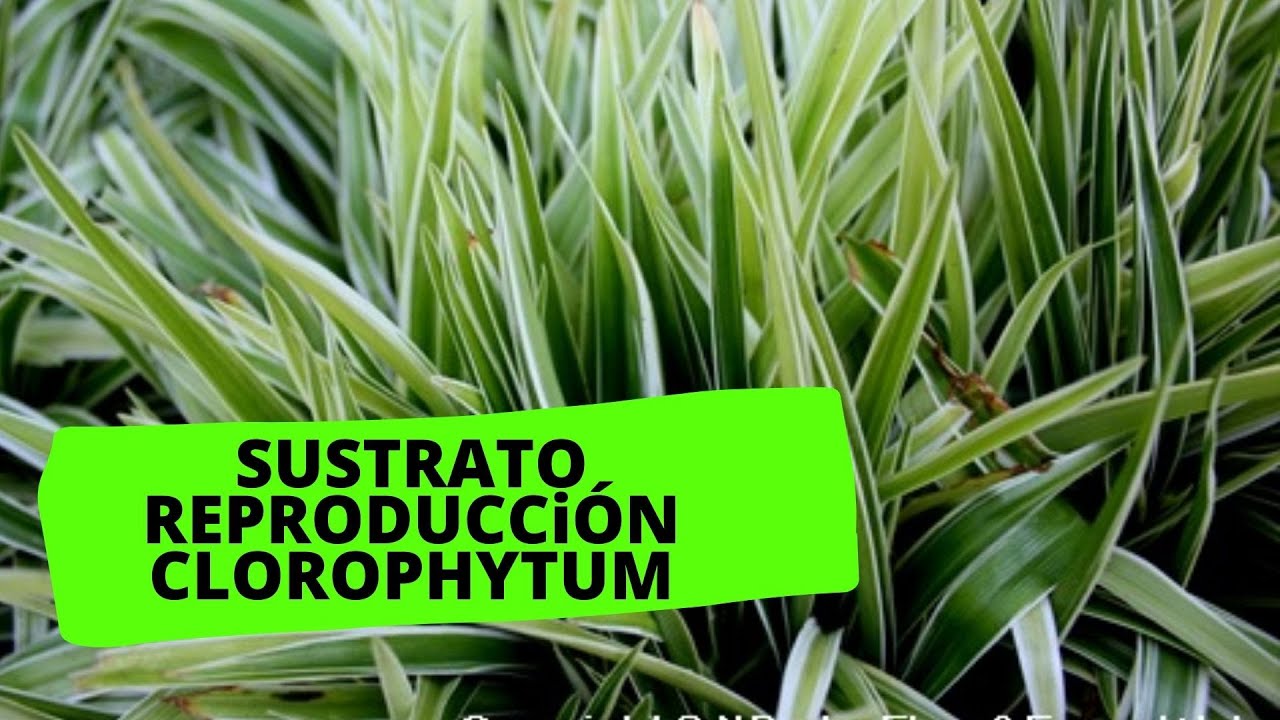 Cómo Hacer un Sustrato Universal* y Reproducción: Planta Listón, Mala ...