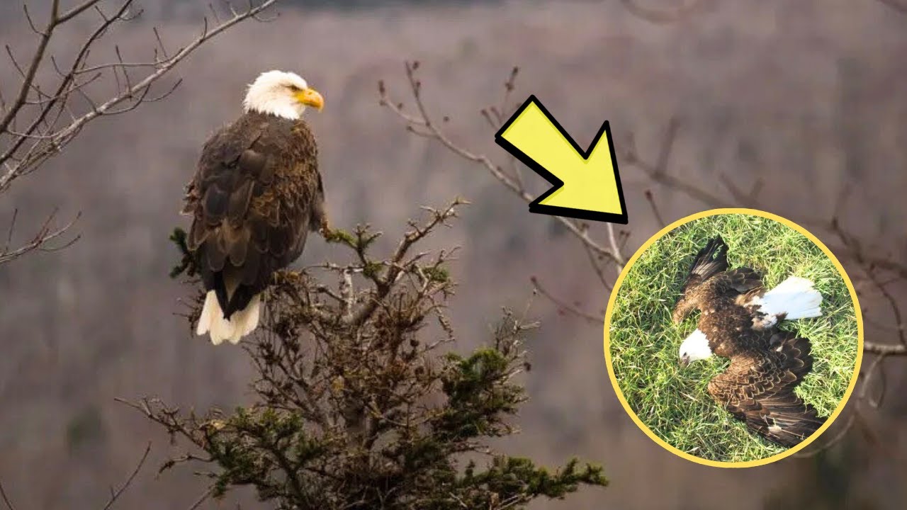 After 13 Bald Eagles Found Dead In Field, Authorities Investigate ...