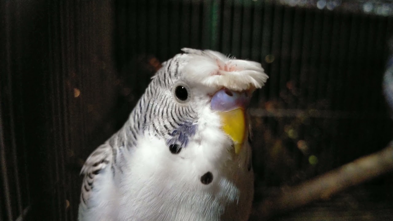 Lovebirds Parakeets in my Aviary - Crested, Frill back, TCB hagoline ...
