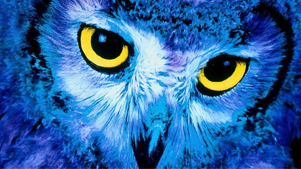 Relaxing Guitar Music with Beautiful Owl Sounds - YouTube