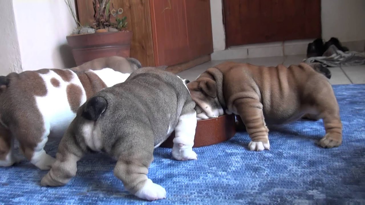 Anglický buldog (hafani3) - YouTube