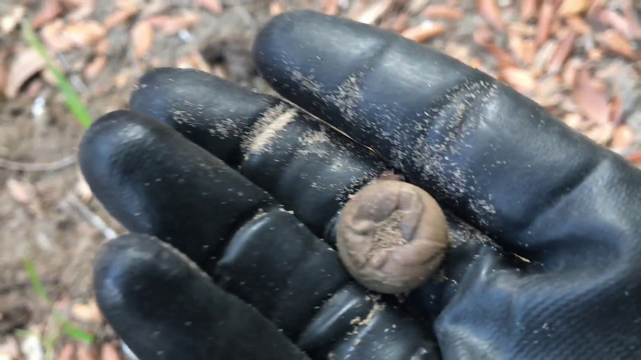 Metal Detecting a Union Civil War camp in Beaufort, South Carolina ...