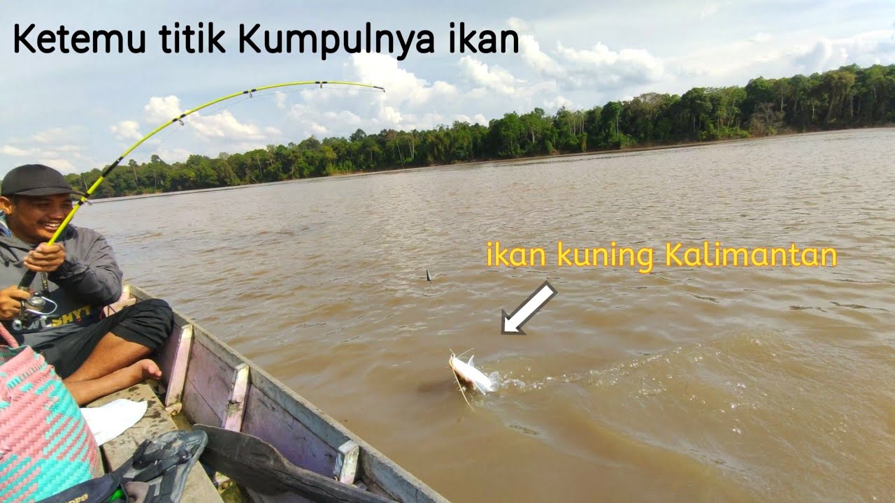 Memancing ikan baung kuning di sungai besar Katingan || Kalimantan ...