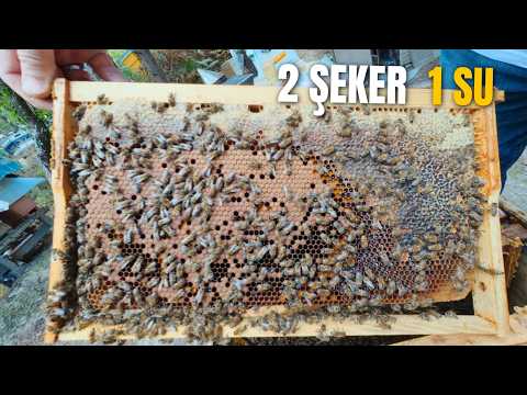 Kovanlarda Nem Nasıl Önlenir? | Kışlık Şurup (2'ye 1) ve Eylül Bakımı