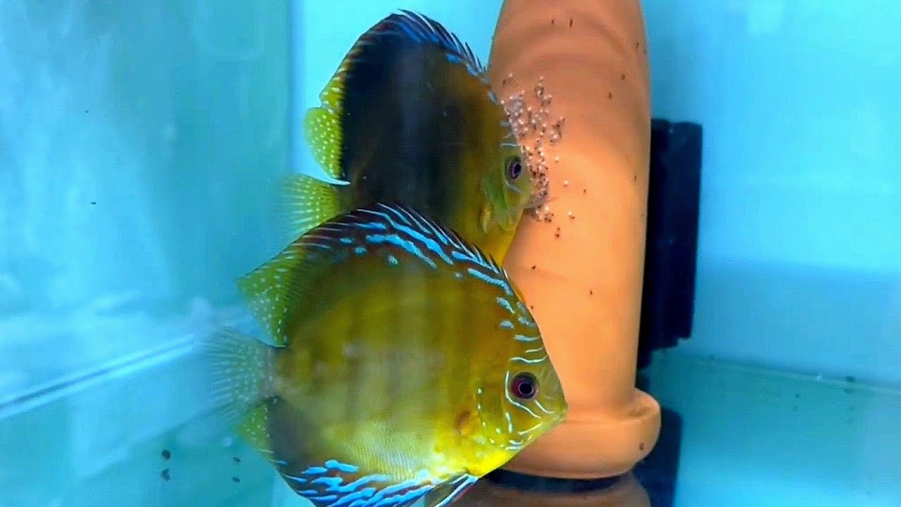 Inside a Discus Breeding Farm : Rare Discus Breeds: Aquarium Setup ...