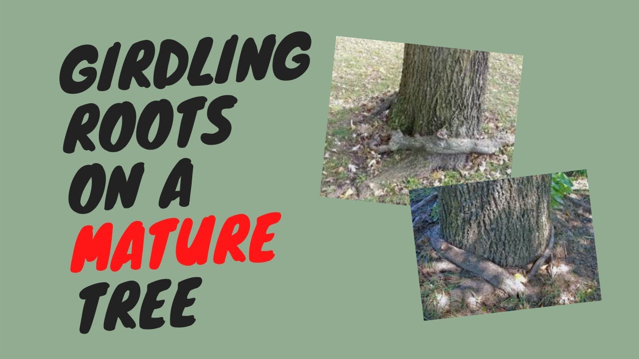 Girdling Roots on a Mature Sycamore Tree with Kasey Krouse; Knoxville's ...