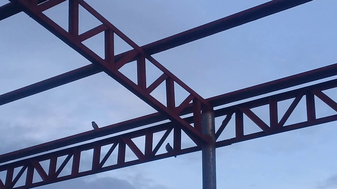 Two birds in social distancing 😂 - YouTube