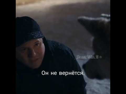 Хатико самый верный друг.