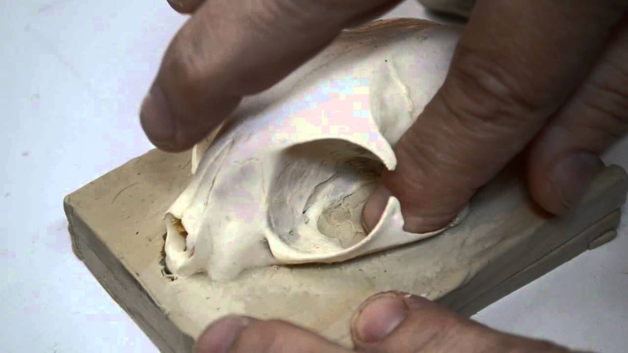 Molding An African Wildcat Skull Part 3 - YouTube