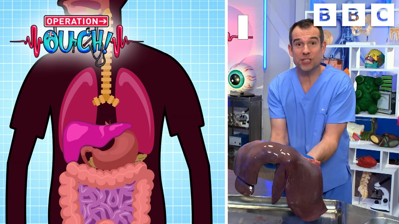 Your BIGGEST Internal Organ? | Operation Ouch! | CBBC - YouTube