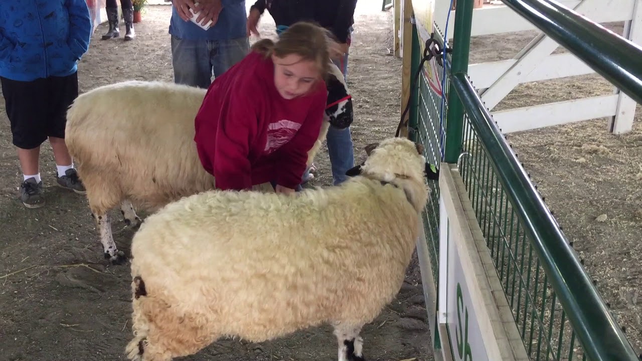 GSSB 2018 Sheep Grooming - YouTube