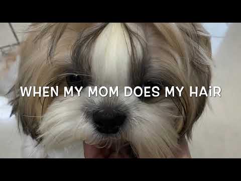 Mom Vs Dad does my hair | Funny video | Mimi Shih Tzu - YouTube