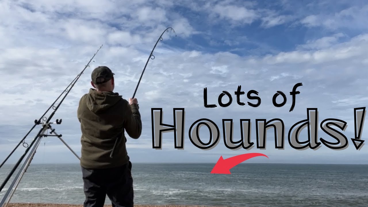 BRILLIANT Day! 😎 Chesil Beach Smooth-hound fishing at Abbotsbury in May ...