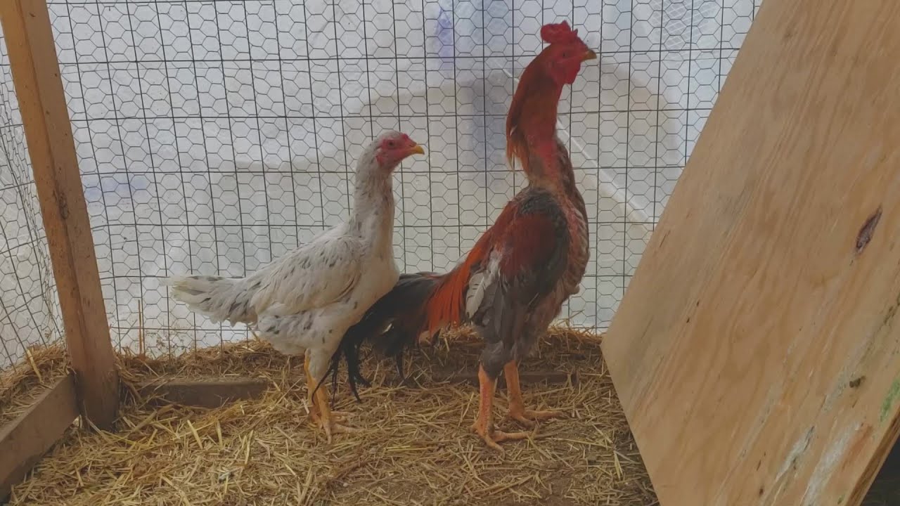 Hmoob Qaib Thaib 2020 - YouTube