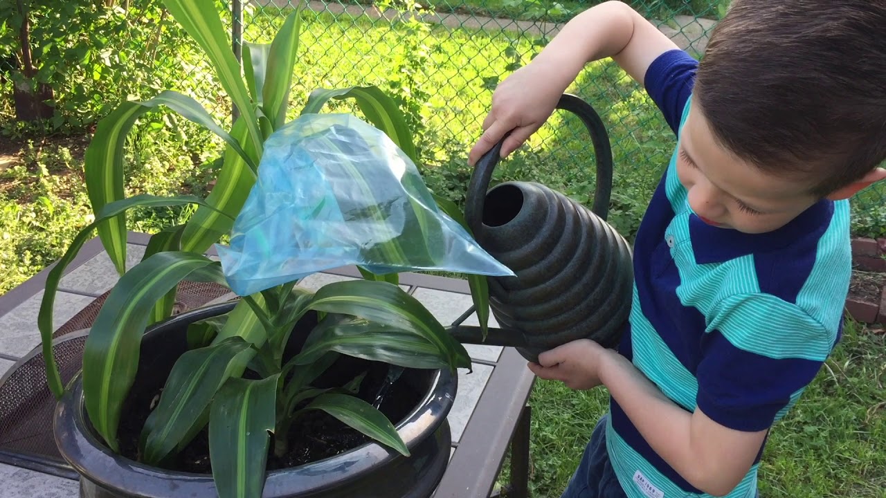 Jack's Science Project: Leaf Transpiration - YouTube