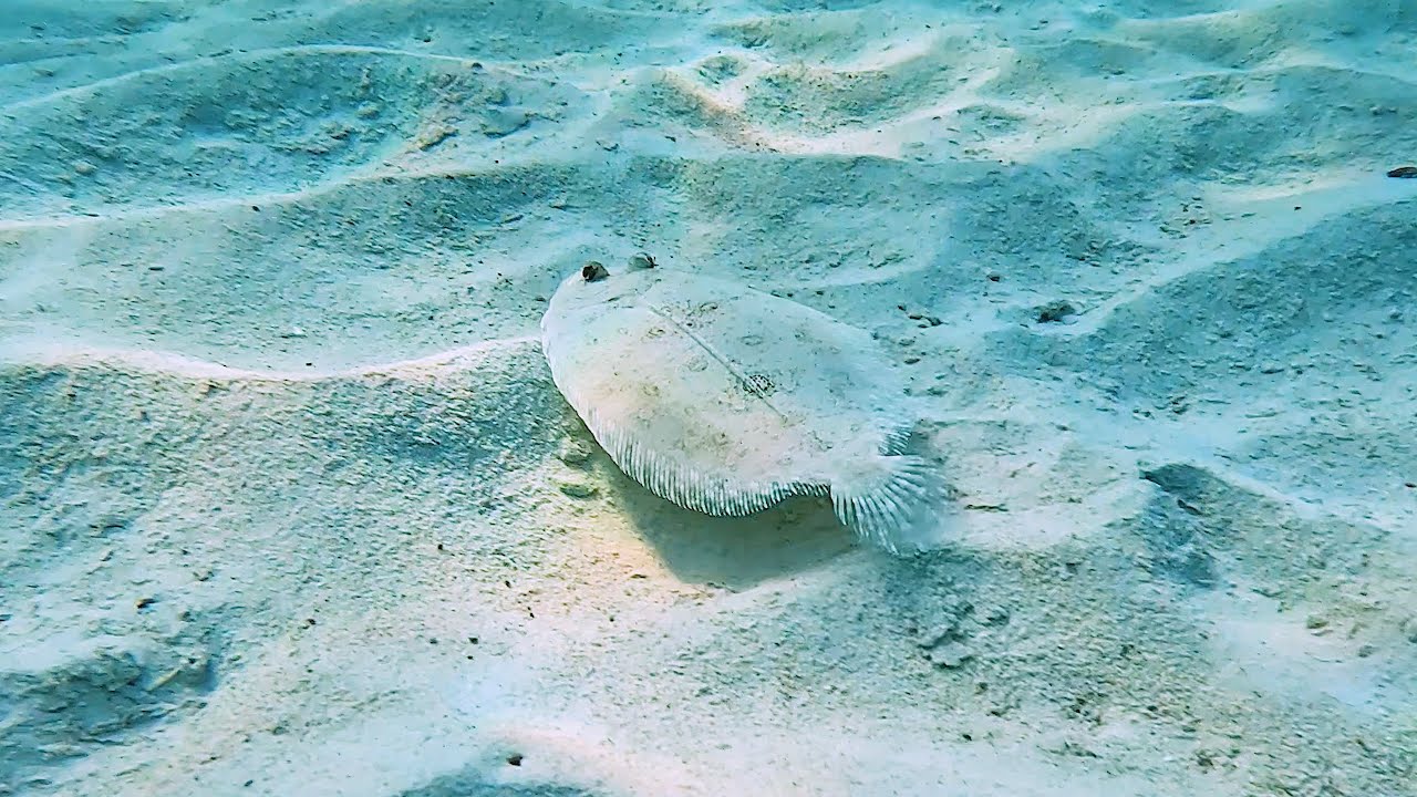 Small Peacock Flounder Swimming - YouTube