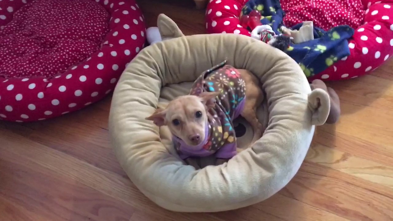 Video of adoptable pet named Sweet Pea - YouTube