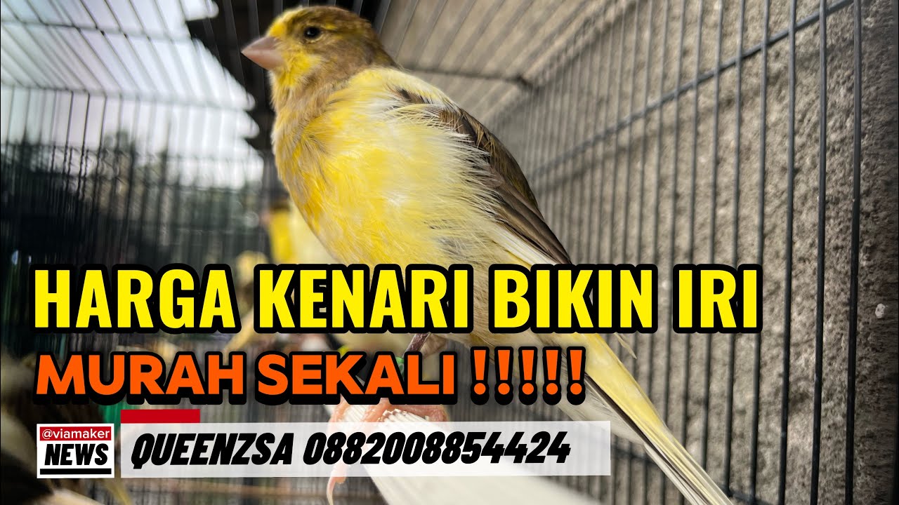 KENARI SERI HARGA MURAH SEKALI !!!!!! - YouTube