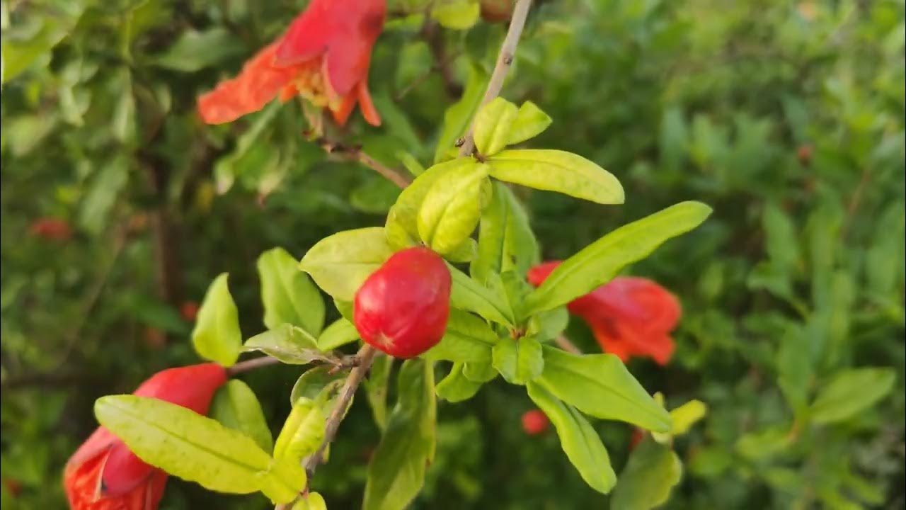 #pomegranate fruit life cycle life cycle of a pomegranate plant tree|# ...
