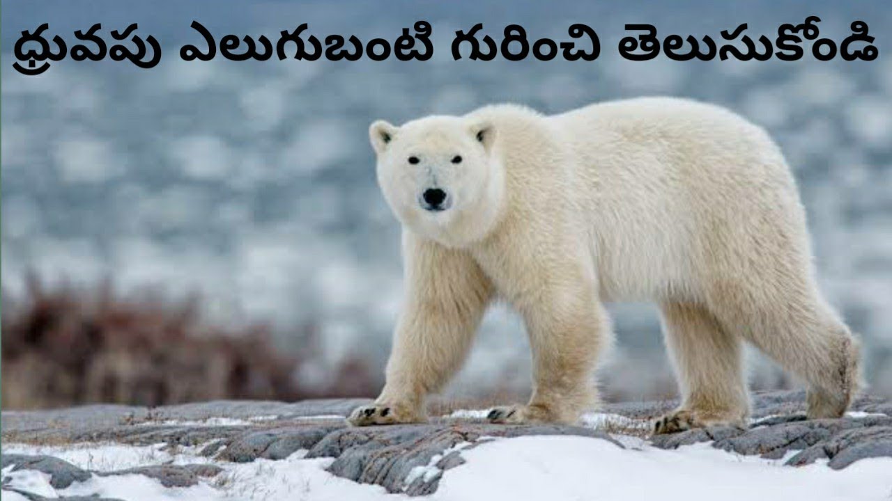 Polar Bear In Telugu YouTube polar-bear-in-telugu-youtube