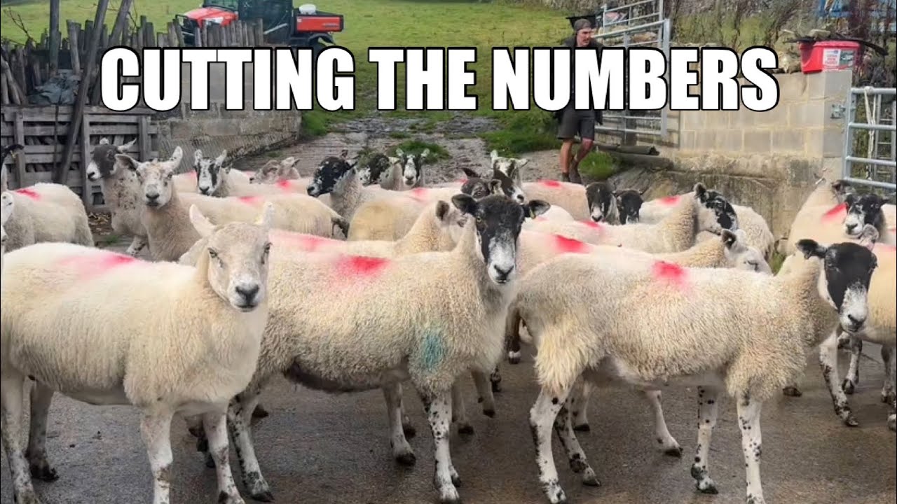 SELLING SHEEP, SEPTEMBER SUNSHINE + AN INJURED EWE - YouTube