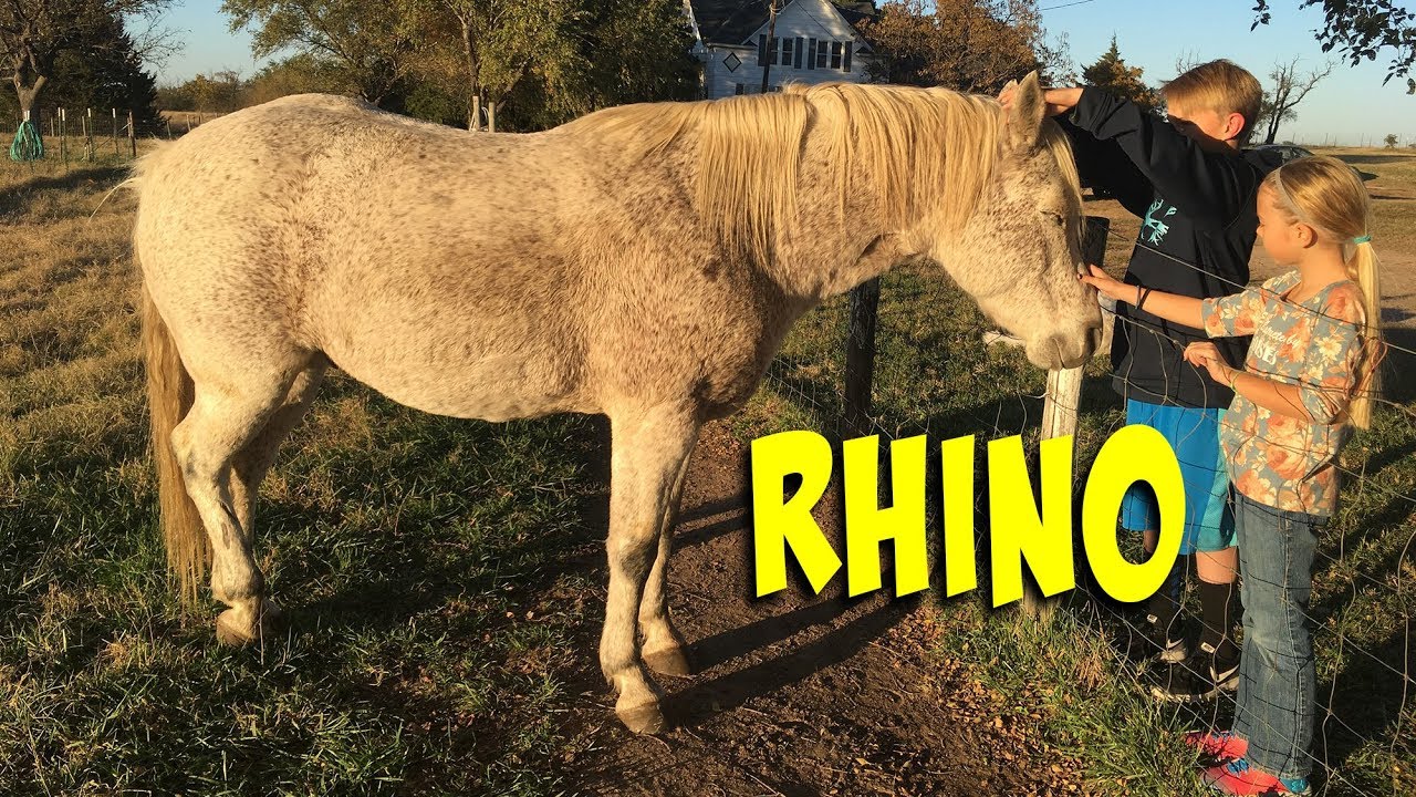 Introducing Rhino - YouTube