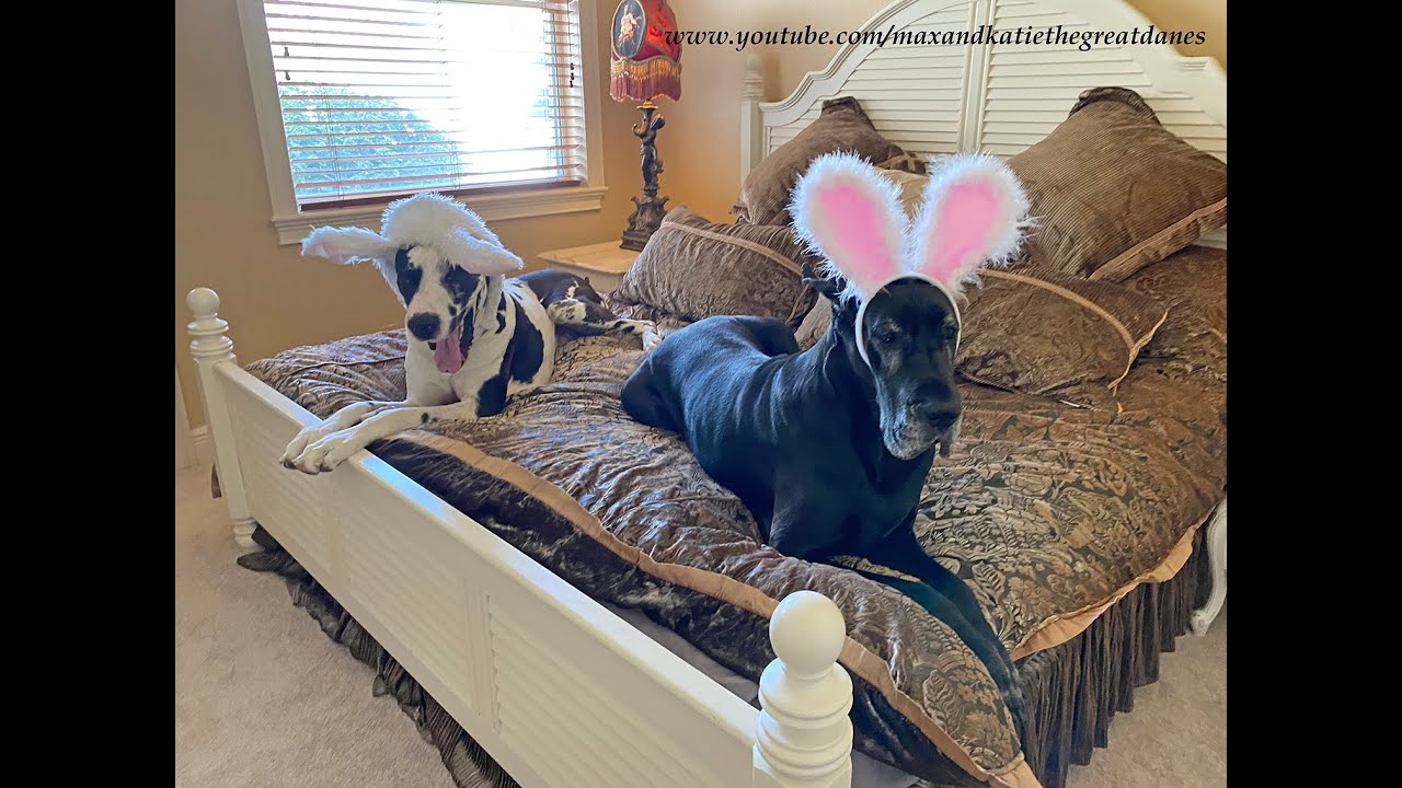 Easter Bunny Great Danes Test Out The King Size Bed For Their Guests ...