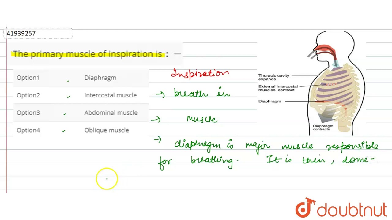 The primary muscle of inspiration is `:-` - YouTube