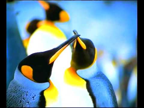 CANLILARDA ANNE ŞEFKATİ VE YAVRU SEVGİSİ - SABIR VE ÖZVERİ